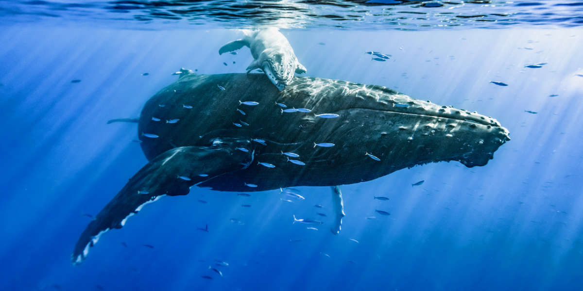 Nature Photographer Andrew Shoemaker Transports You to New Lands