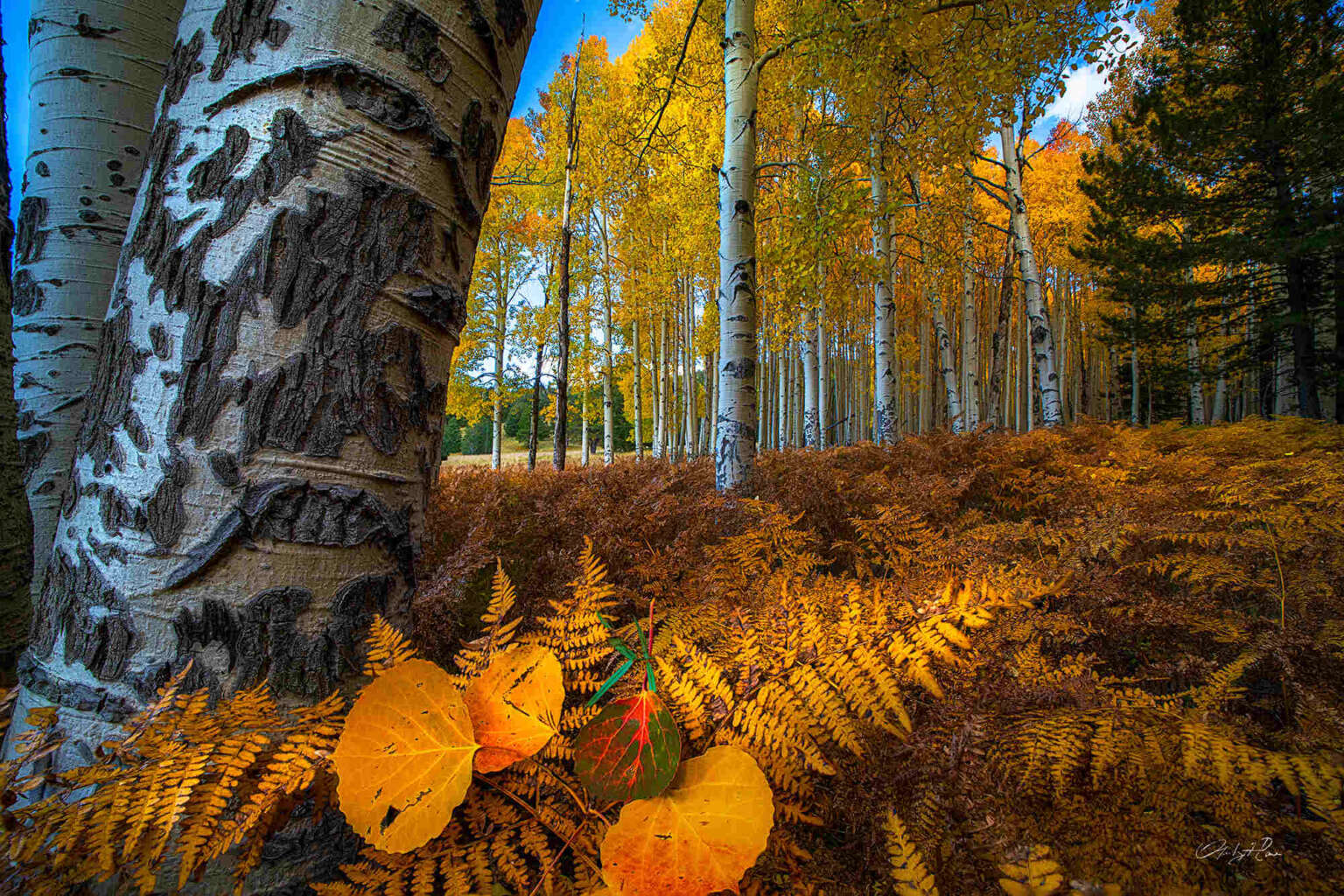 Landscape Photographer Stan Rose: Capturing Joy of Nature